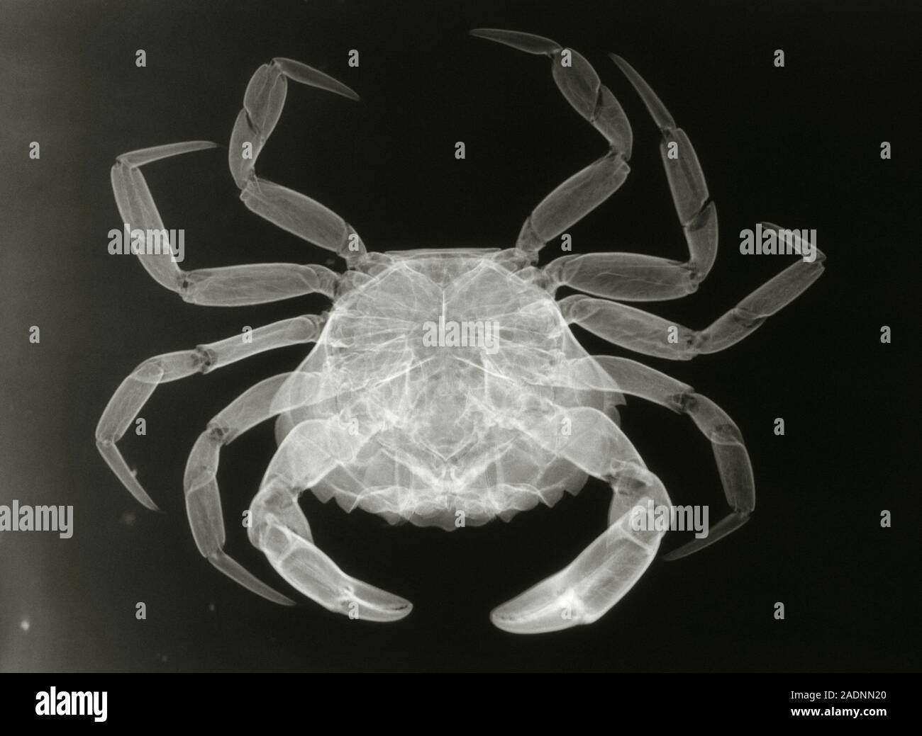 Shore crab. X-ray of an adult Shore crab Carcinus maenas, seen in ...