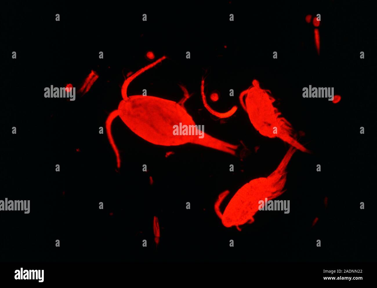 Marine copepods. Light micrograph of copepods, small crustaceans ...
