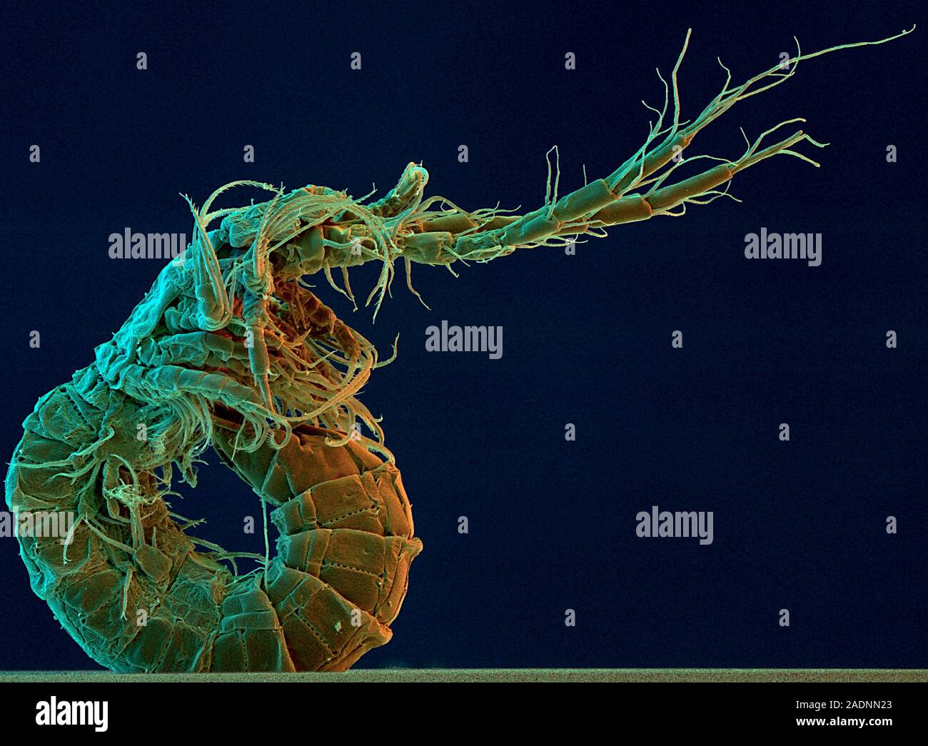 Derocheilocaris typica. Coloured scanning electron micrograph (SEM) of ...