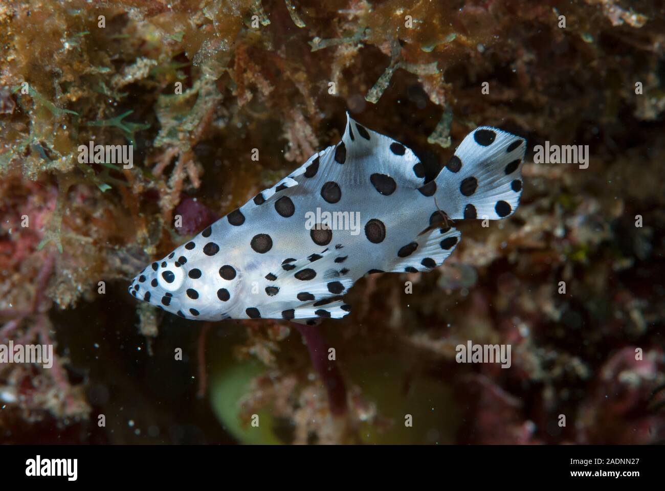 Saltwater fish species hi-res stock photography and images - Alamy
