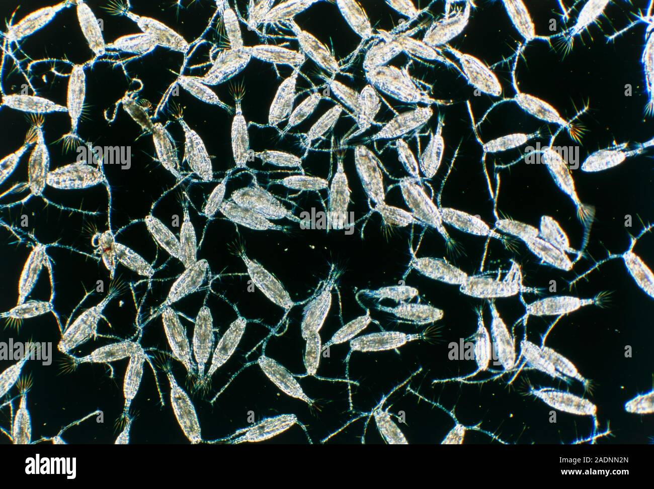 Copepods. Light micrograph of a group of copepods, subclass Copepoda ...