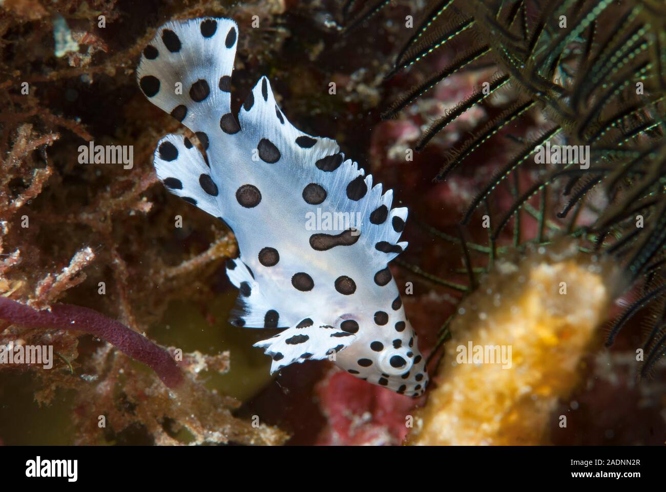 Juvenile Barramundi Cod Cromileptes altivelis Stock Photo - Alamy