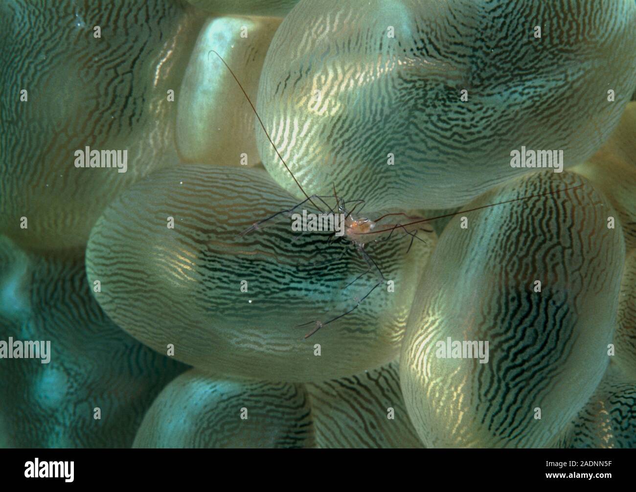 Coral shrimp (Vir philippinensis) on bubble coral. This small shrimp is ...