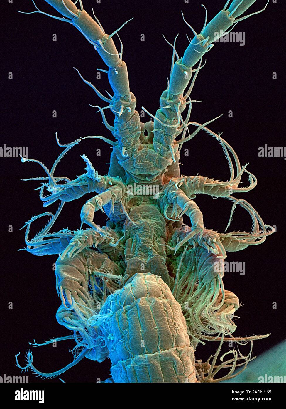 Marine crustacean. Coloured scanning electron micrograph (SEM) of the ...