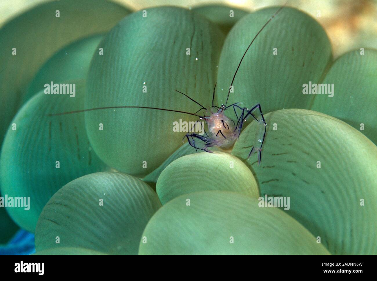 Coral shrimp (Vir philippinensis) on bubble coral. This small shrimp is ...