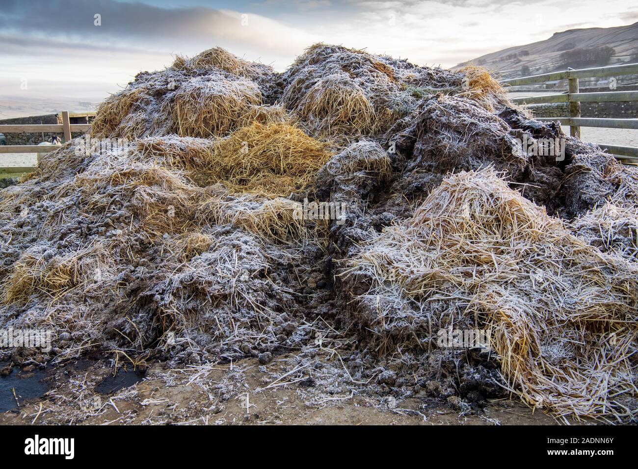 Pile of rotting horse manure at a stables, which will be used to spread ...