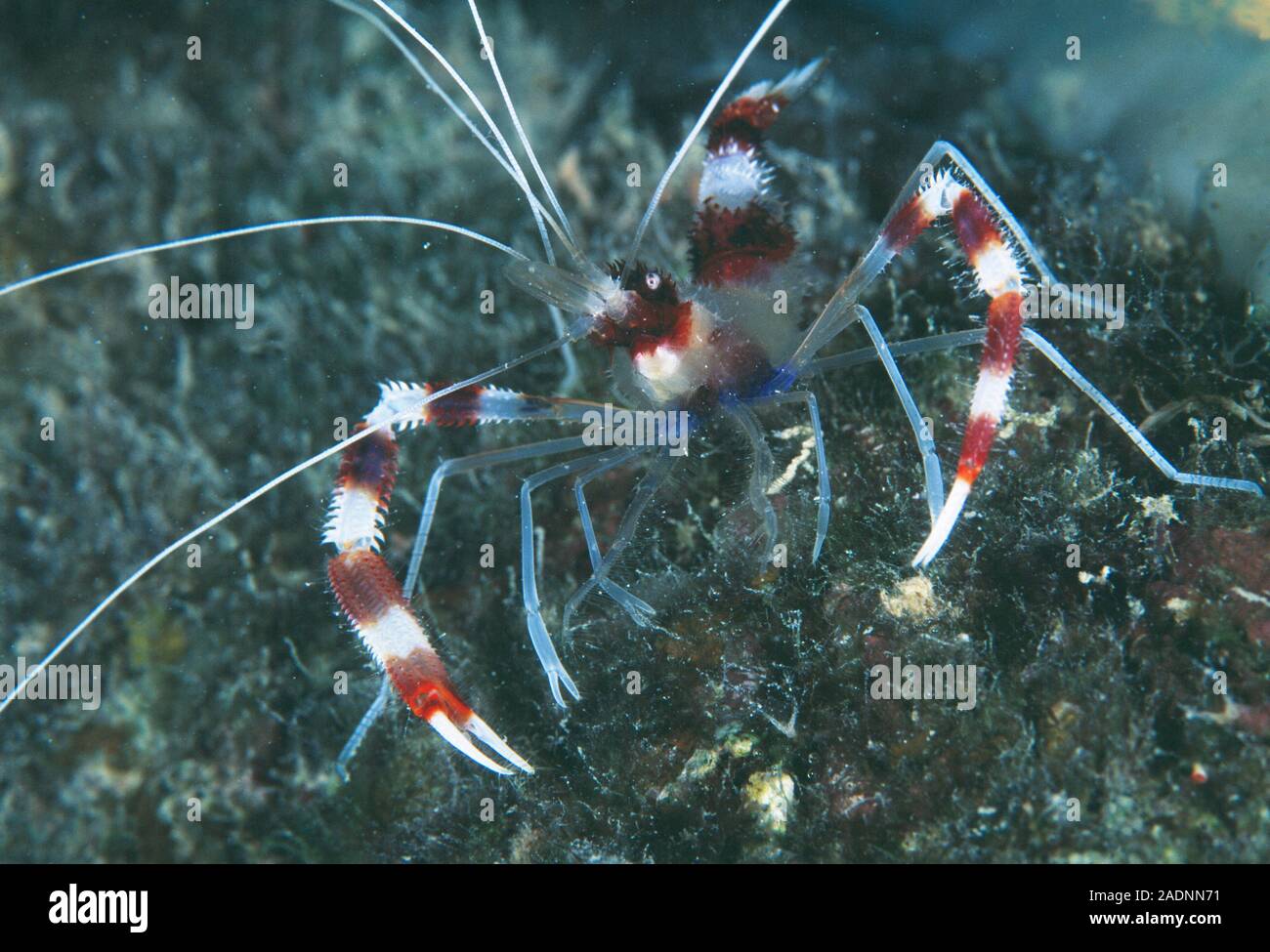 Banded boxer shrimp (Stenopus hispidus). This tropical shrimp is a ...