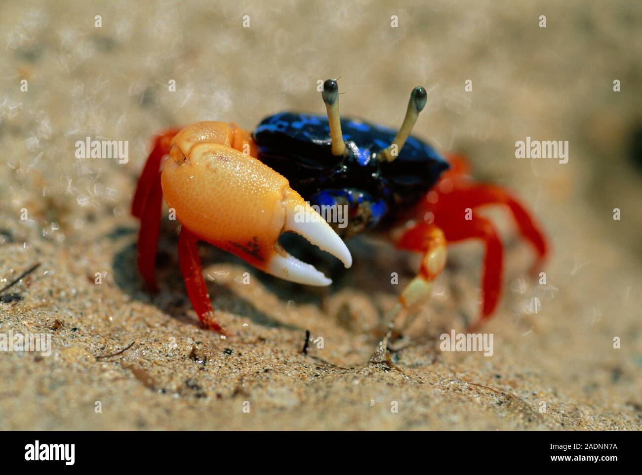 Male fiddler crab (Uca sp.). This crab is named for the large claw of ...