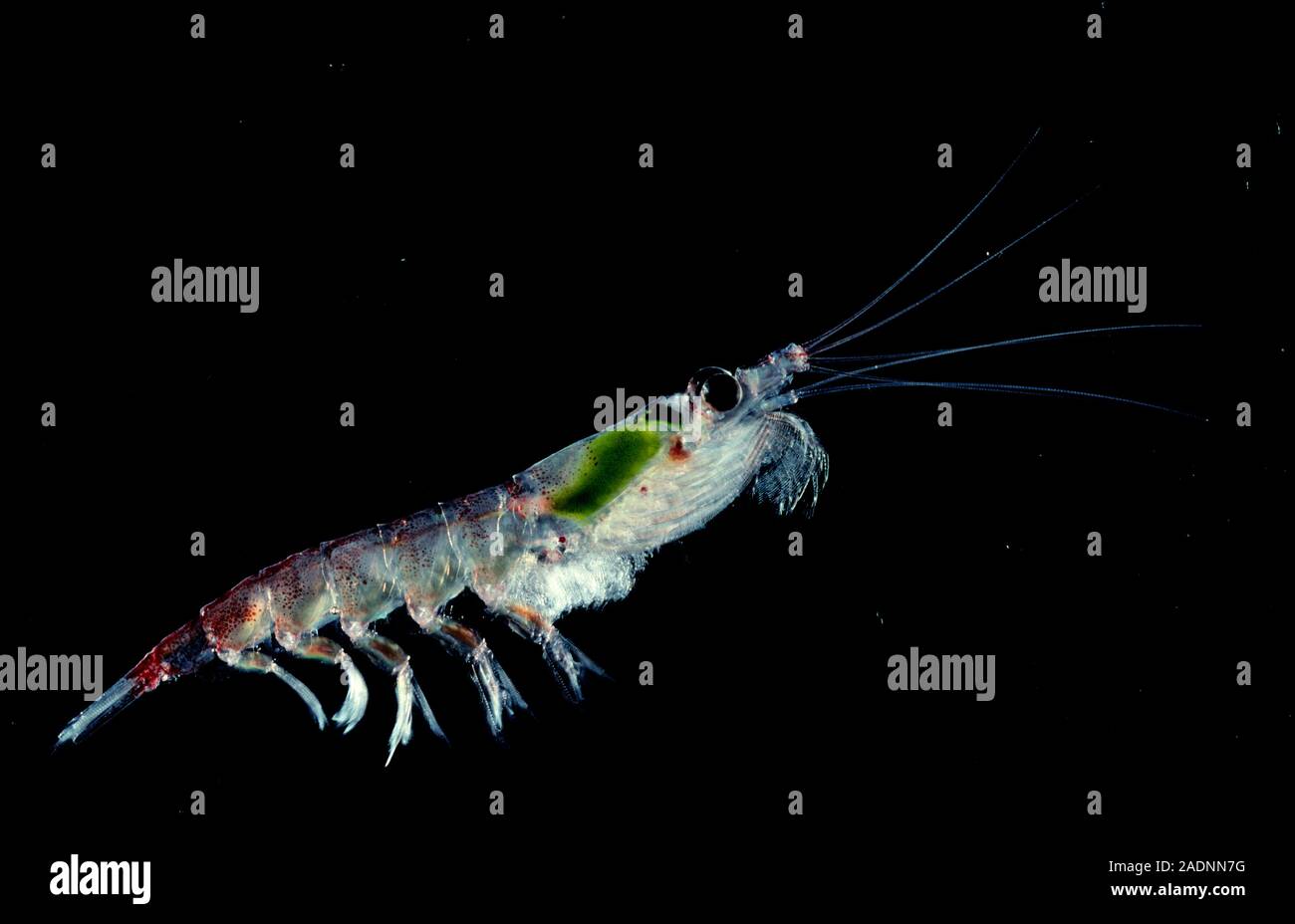 Antarctic krill (Euphausia superba). Krill are small, shrimp-like ...