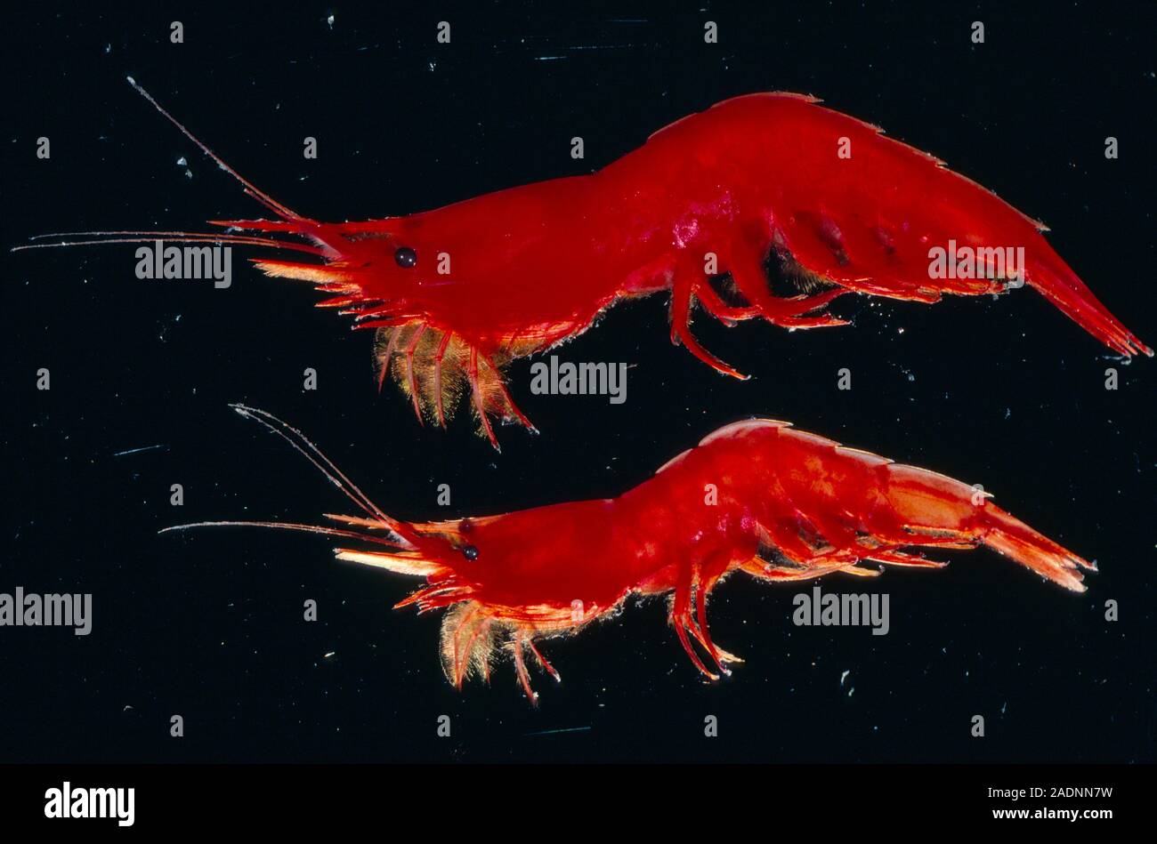 Shrimp. Shrimp are crustaceans. Along with crabs and lobsters, they ...