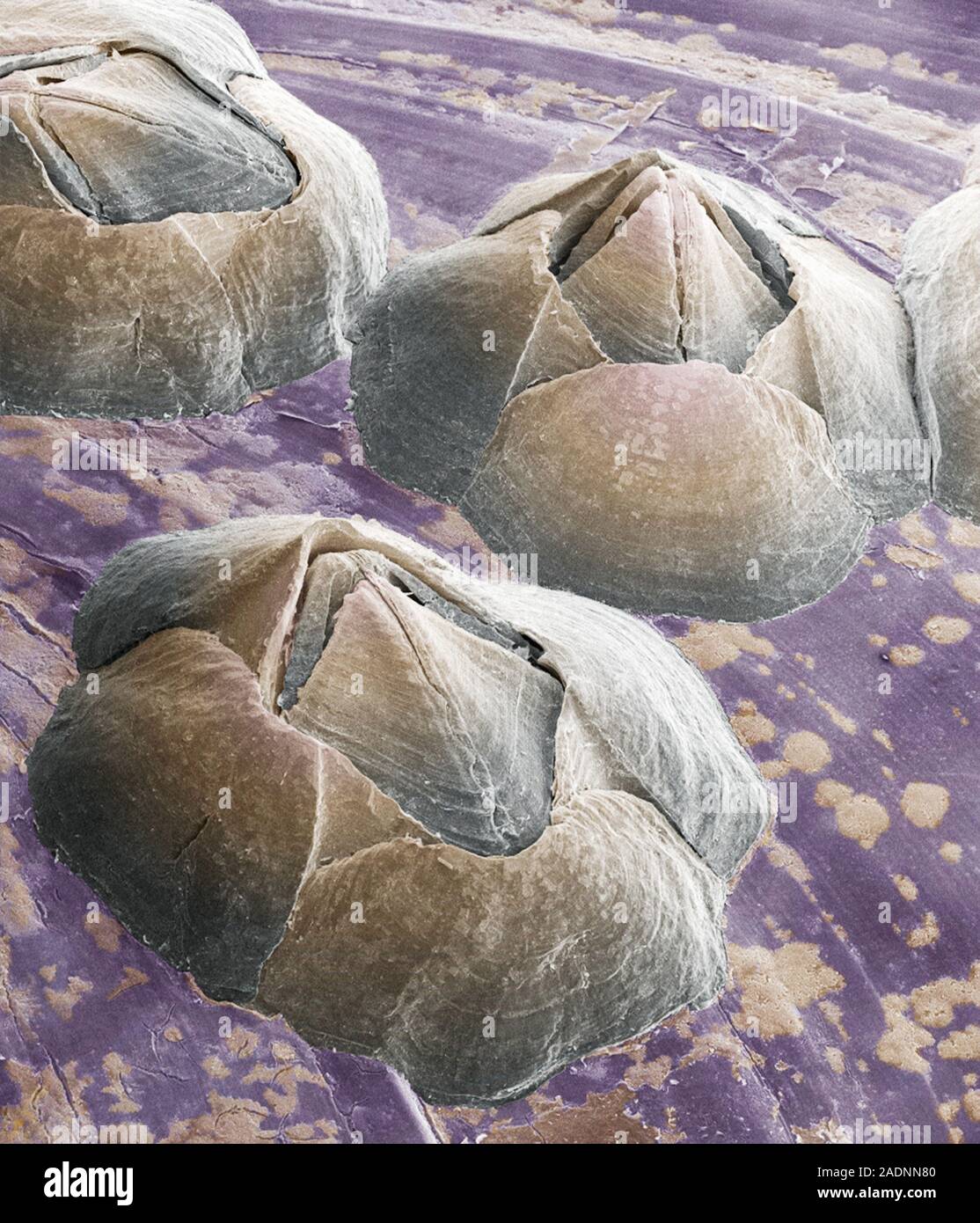 Acorn barnacles. Coloured scanning electron micrograph (SEM) of three ...