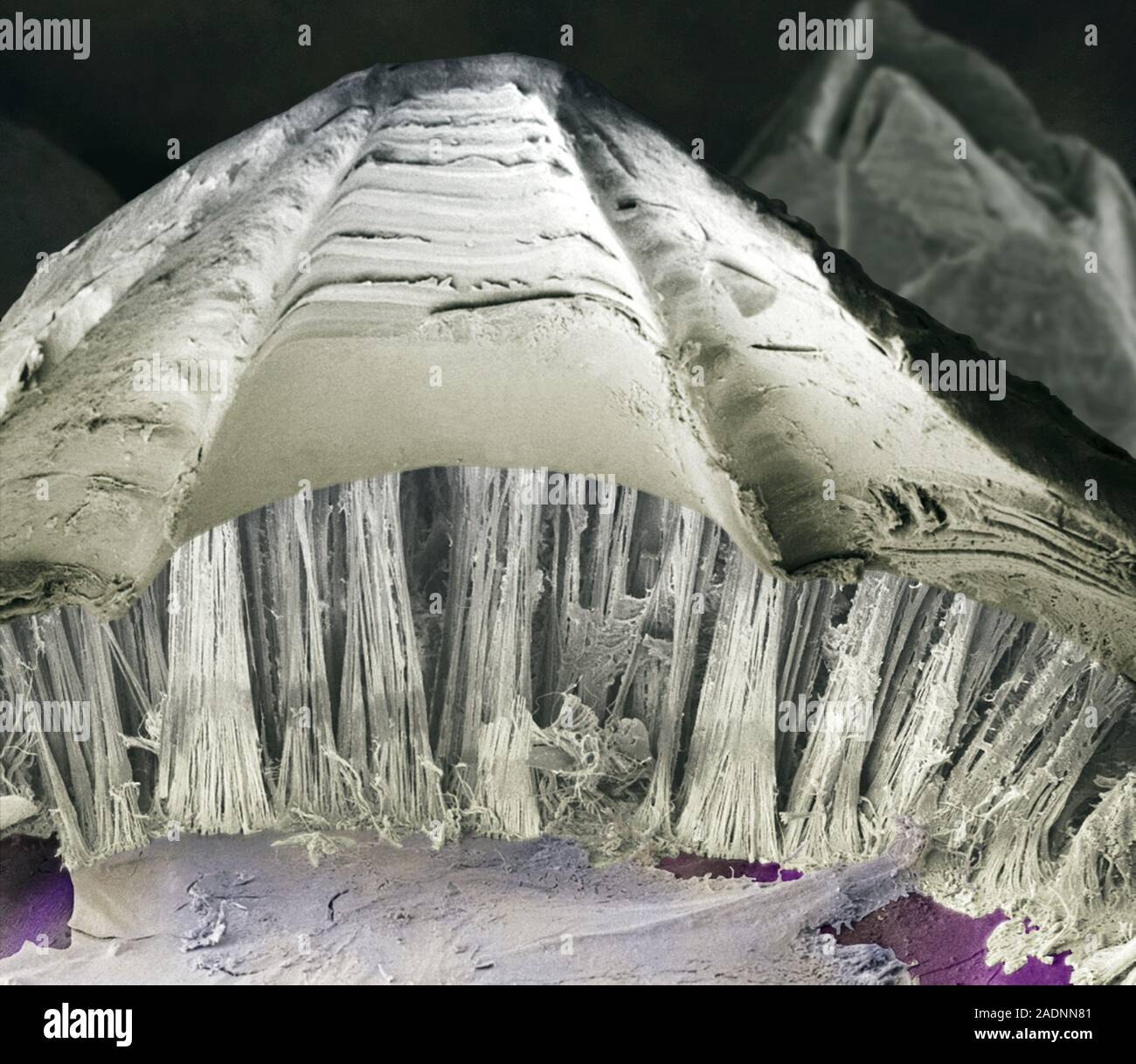 Barnacle glue. Coloured scanning electron micrograph (SEM) of a section ...