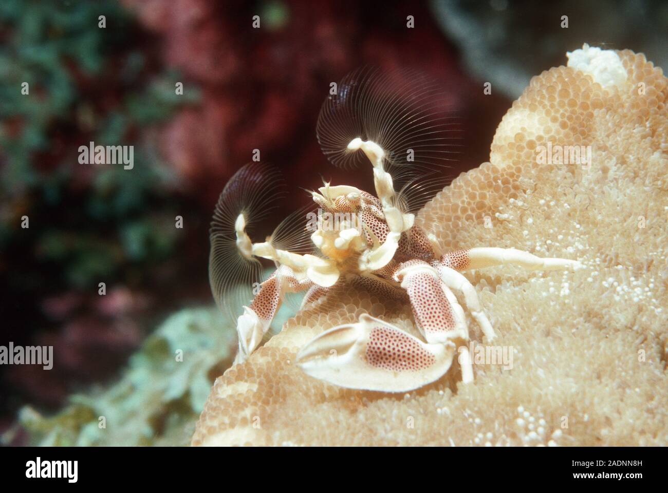 Porcelain crab (Neopetrolisthes maculatus) filtering plankton from the ...
