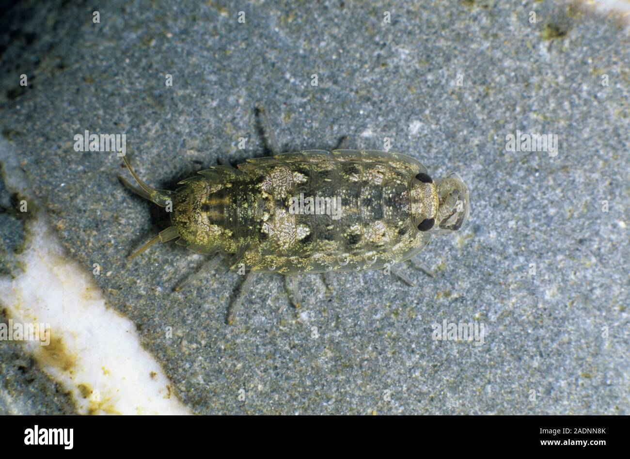 Sea slater (Ligia oceanica) underwater in a rock pool. This is a marine ...