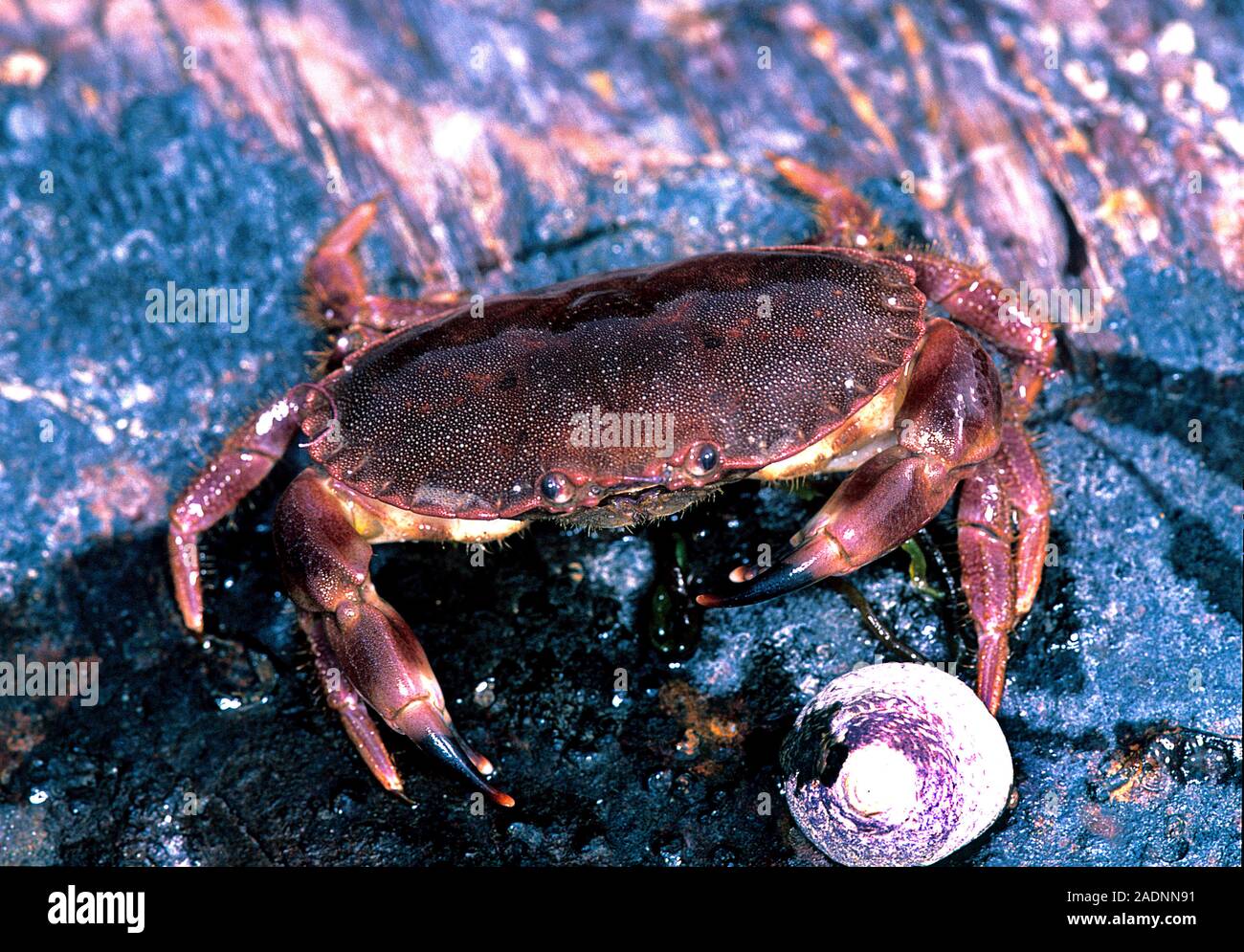 Common crab. Top view of the Common or Rock crab, (Cancer pagurus) also ...