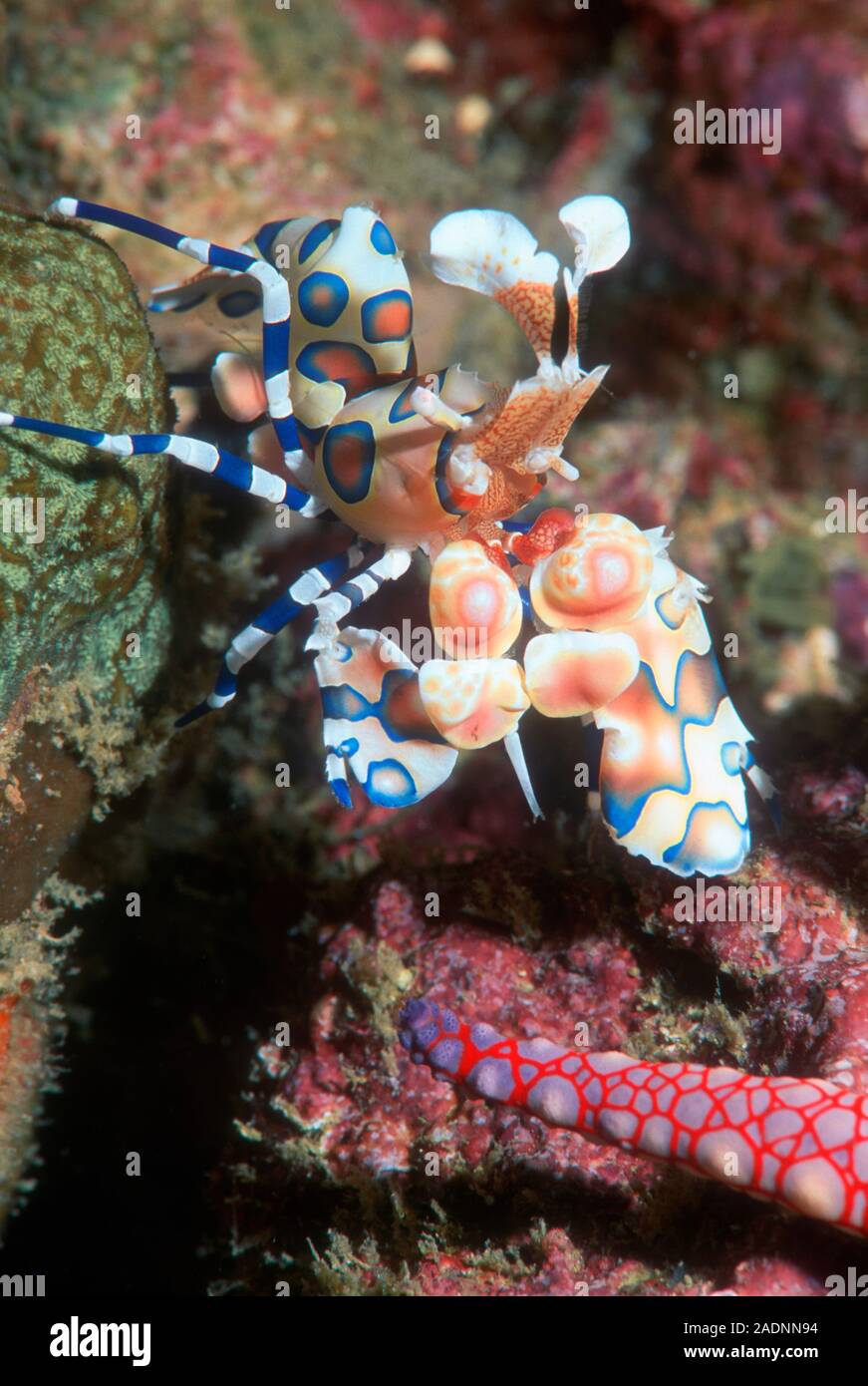 Harlequin shrimp (Hymenocera picta) preying on a starfish (Fromia ...