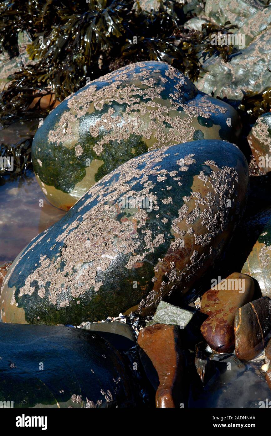 Barnacle covered boulders. Barnacles are arthropods, they undergo two ...