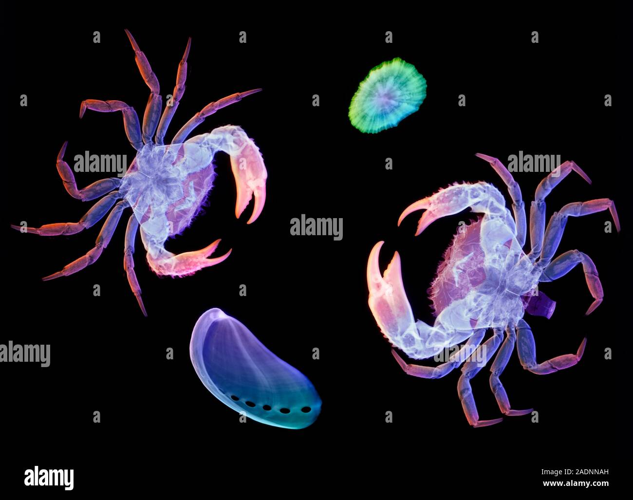 Crabs and marine mollusc shells, coloured X-ray Stock Photo - Alamy