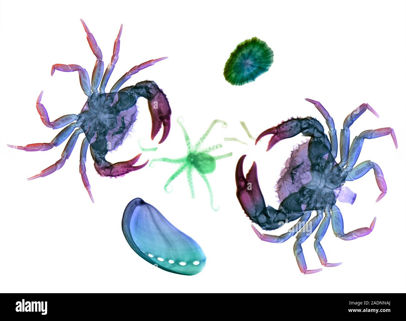 Crabs attacking an octopus, coloured X-ray Stock Photo - Alamy