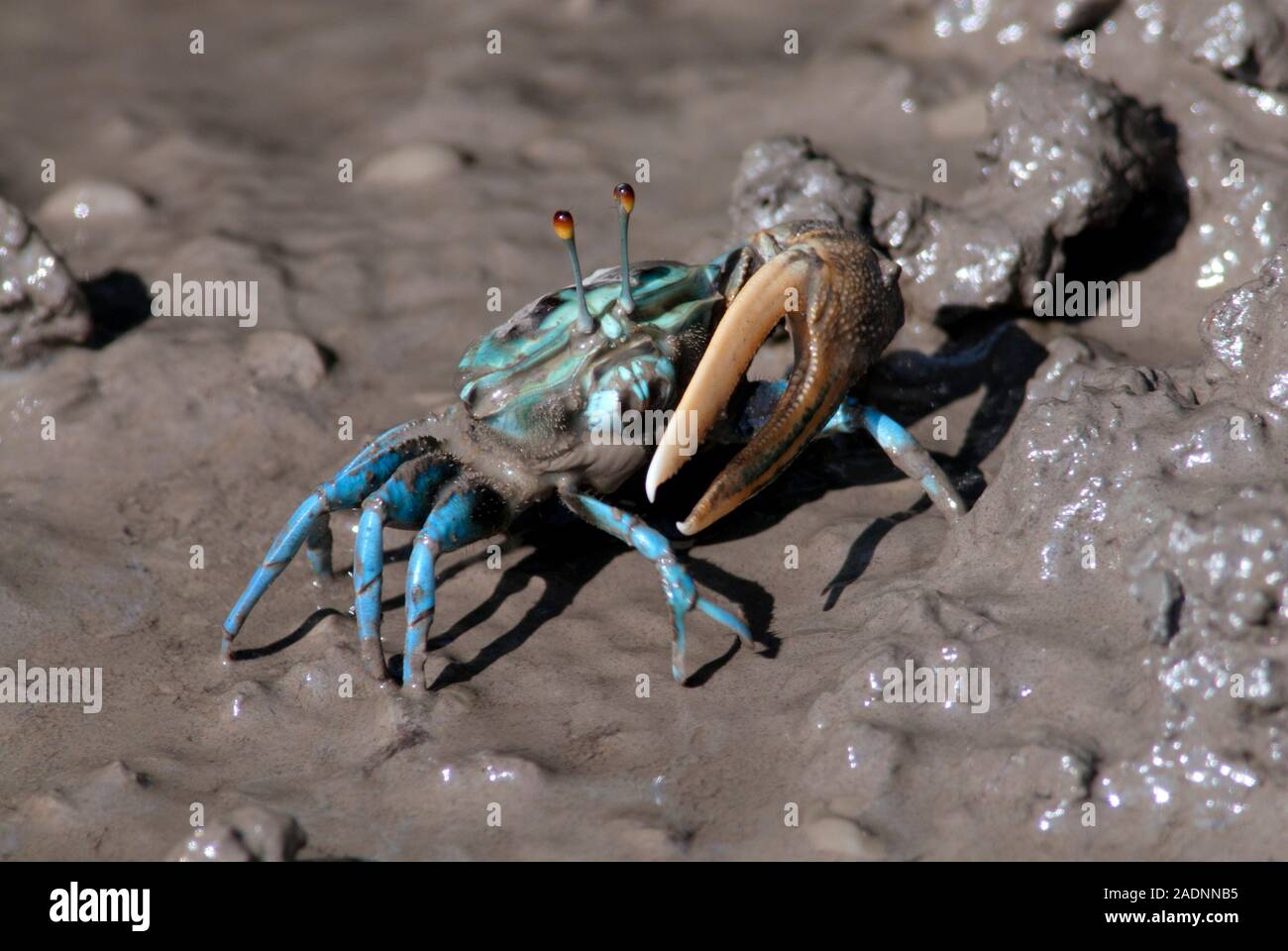 Male fiddler crab (Uca sp.) in mud. Photographed in Lubuk, Malaysian ...