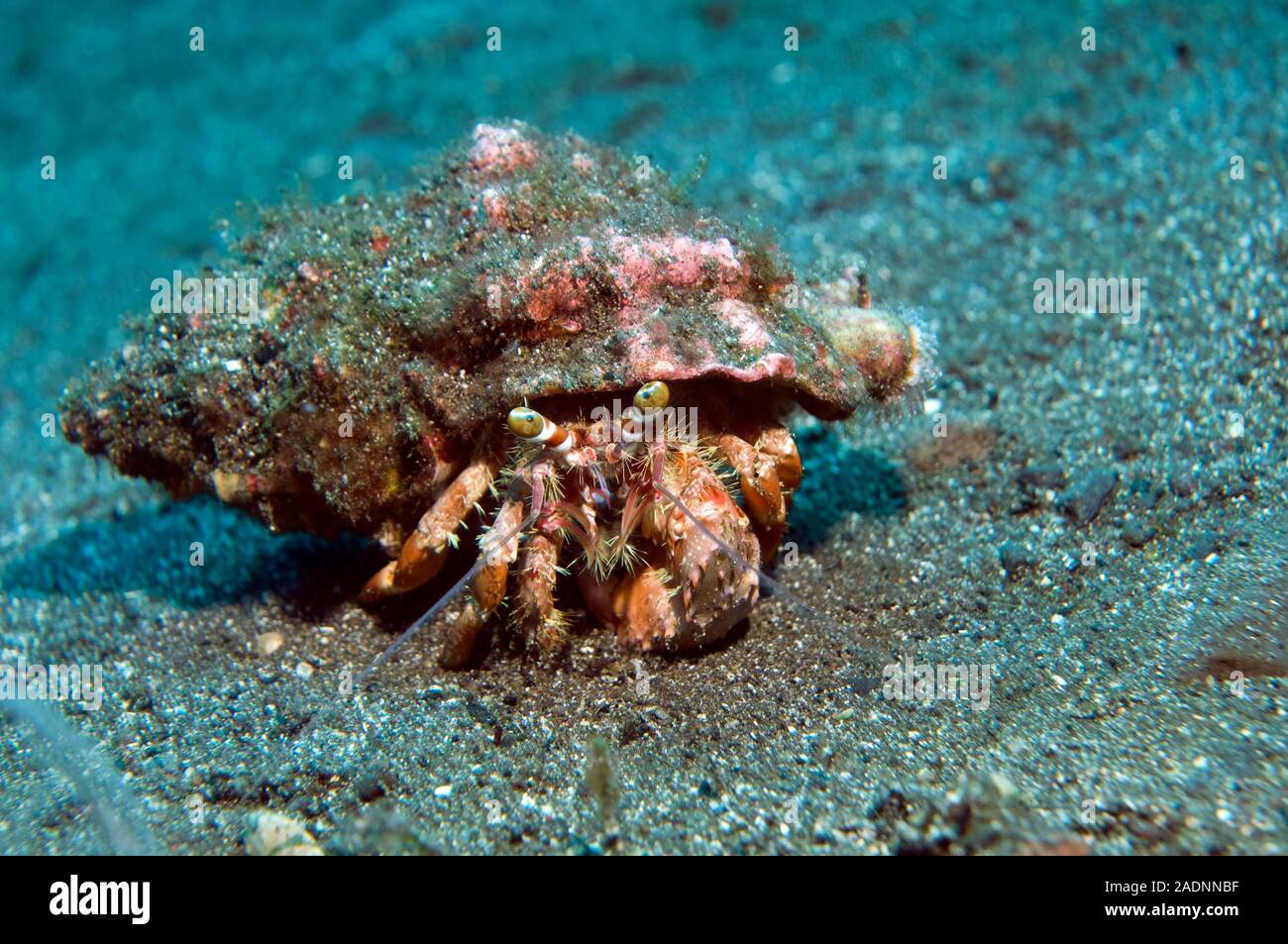 Hermit crab (Dardanus pedunculatus) on a seabed. Photographed in Komodo ...