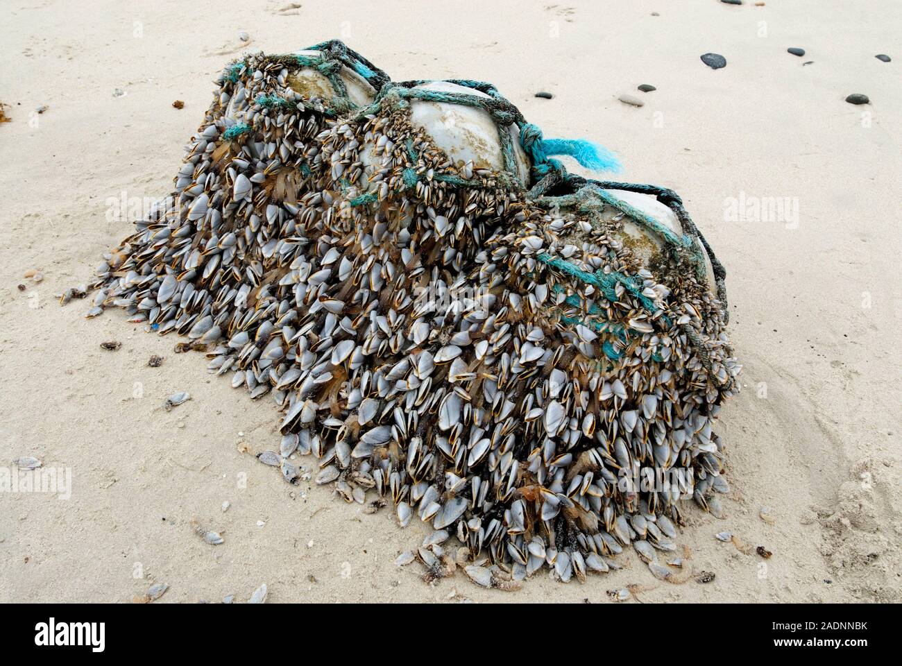 Goose barnacles (Lepas sp.) on flotsam. Photographed on a beach in the ...