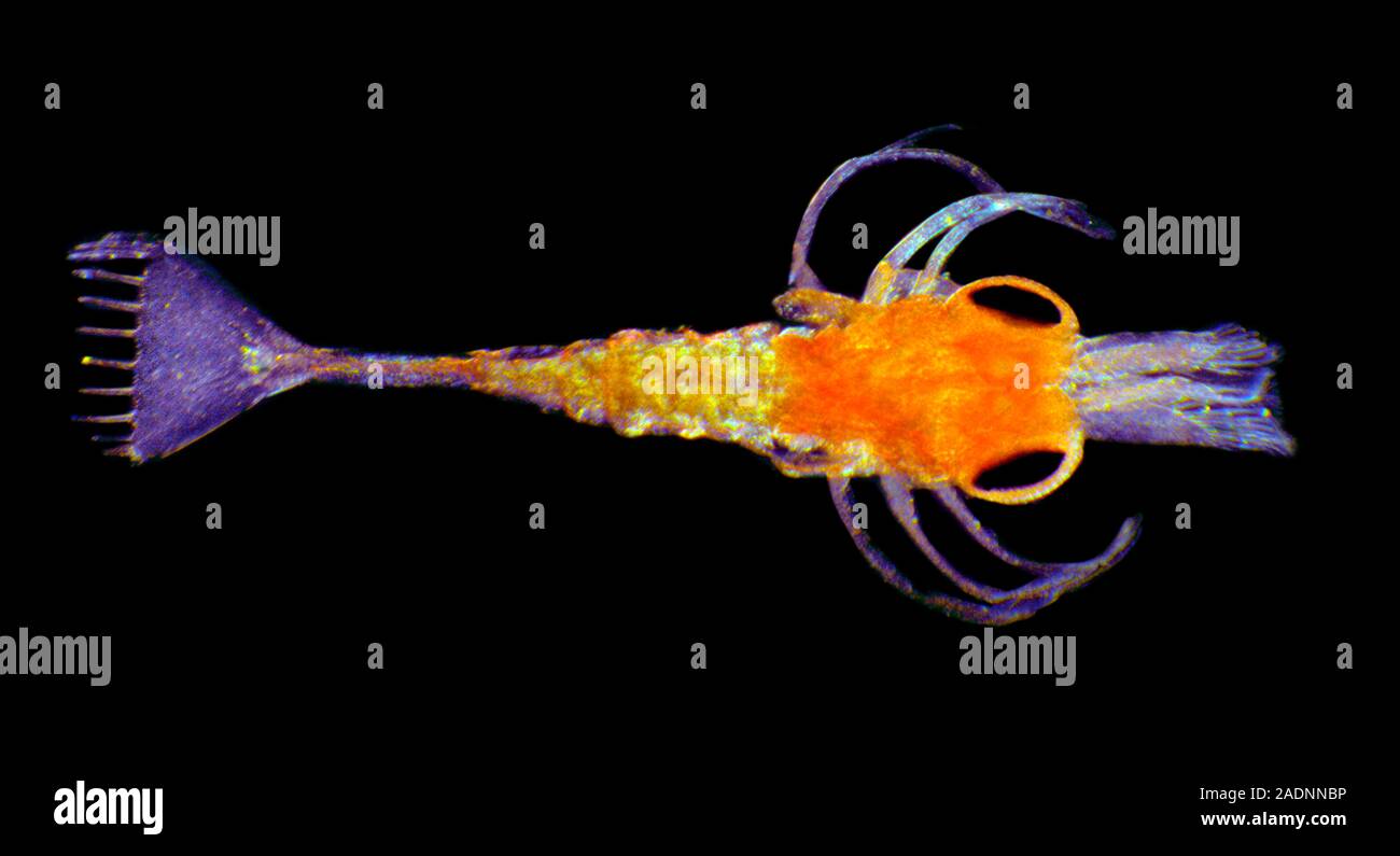 Shrimp larva. Polarised light micrograph of the larval stage (zoaea) of ...
