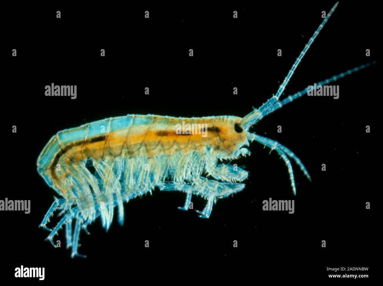 Light micrograph of a young freshwater shrimp Gammarus pulex ...