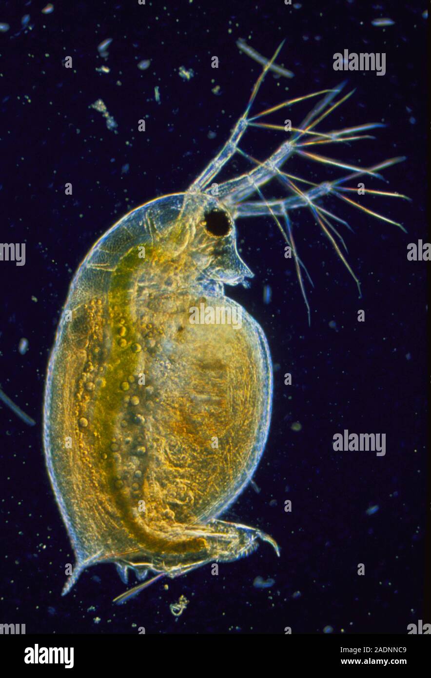 Light micrograph of a water flea, Daphnia sp.. Magnification: x10 at ...