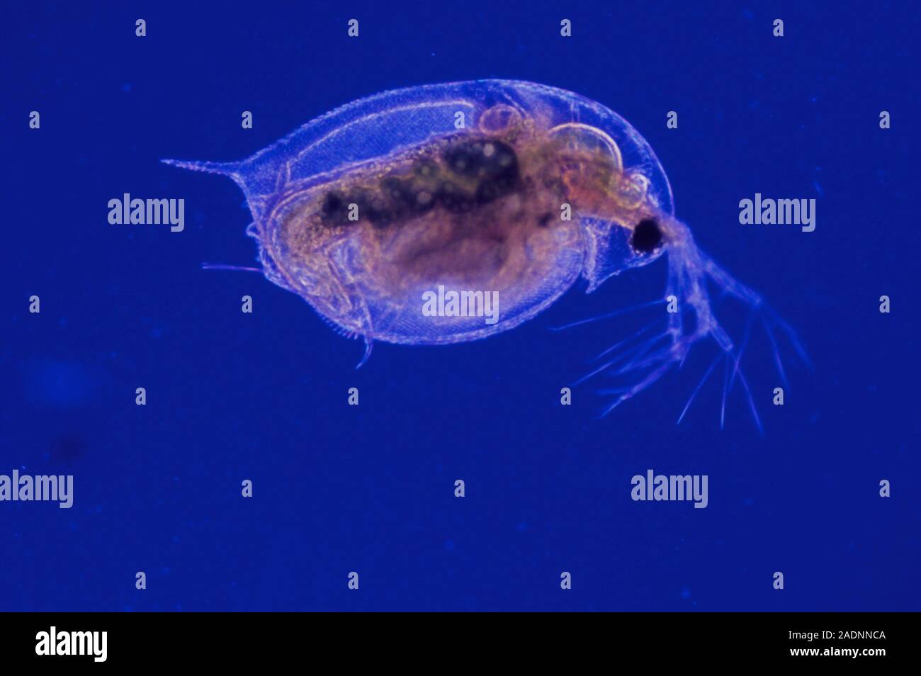 Light micrograph of a water flea, Daphnia sp.. Magnification: x8 at ...