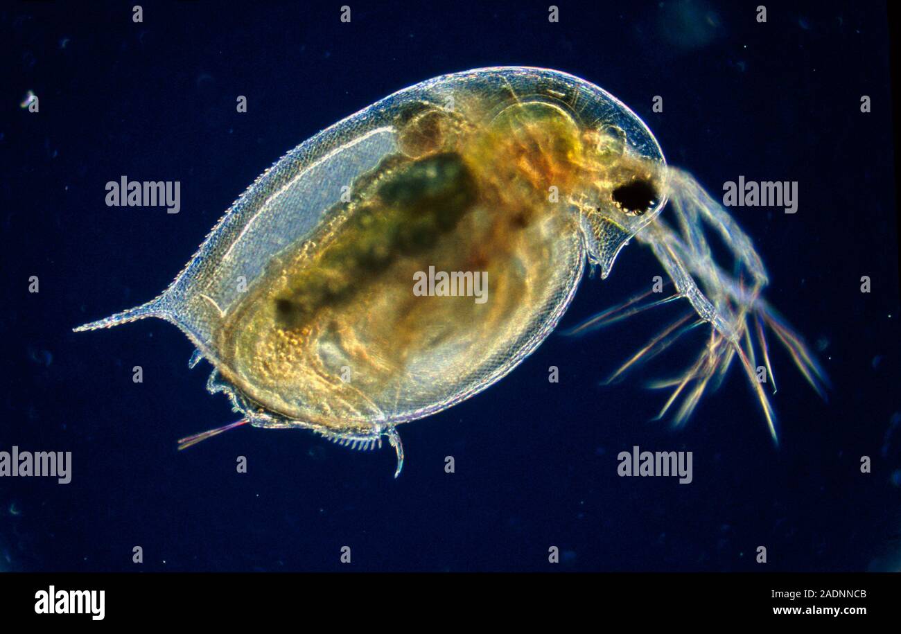 Light micrograph of a water flea, Daphnia sp. . Magnification: x10 at ...