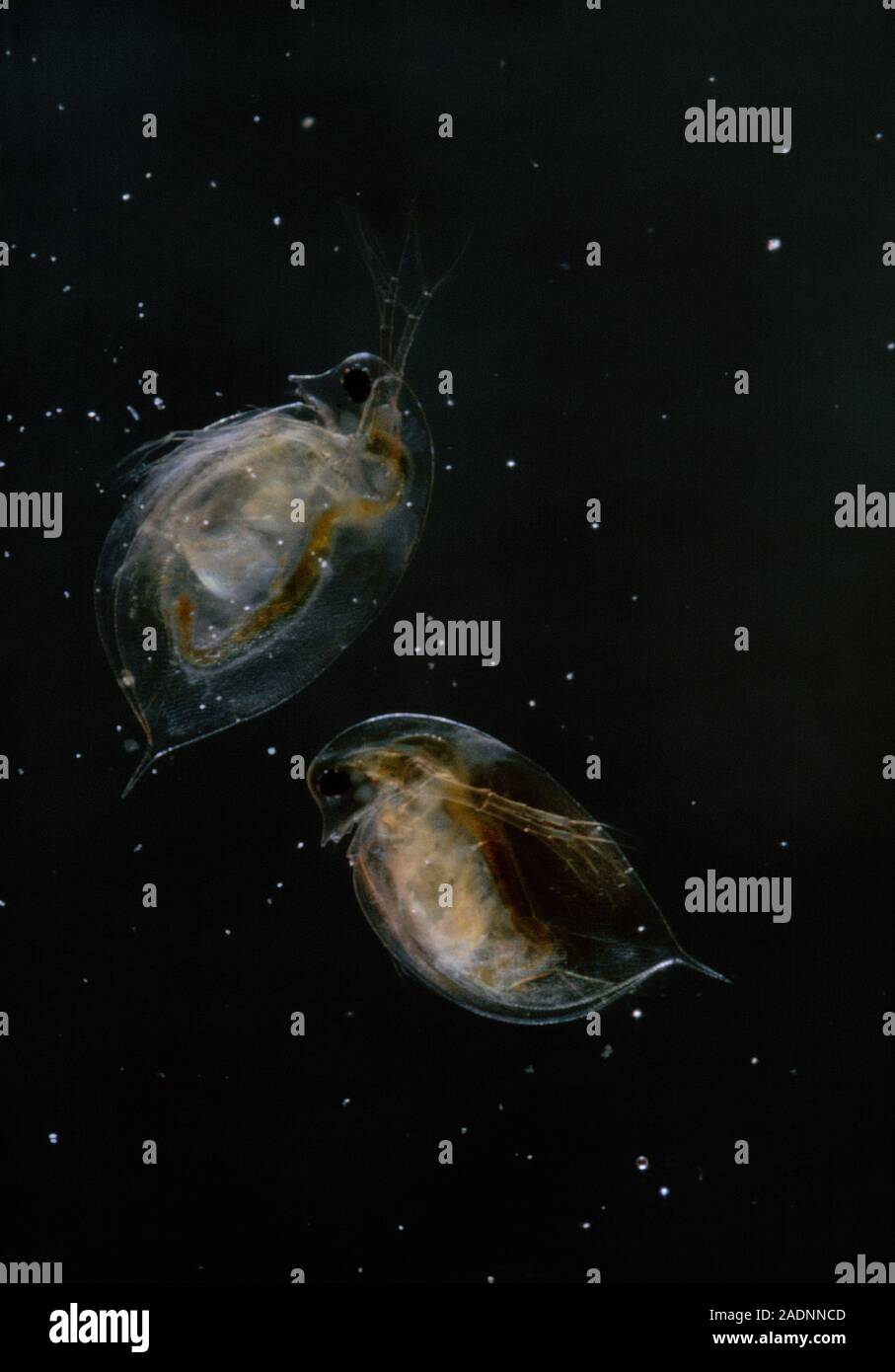 Light micrograph of a pair of water fleas, Daphnia pulex, small fresh ...