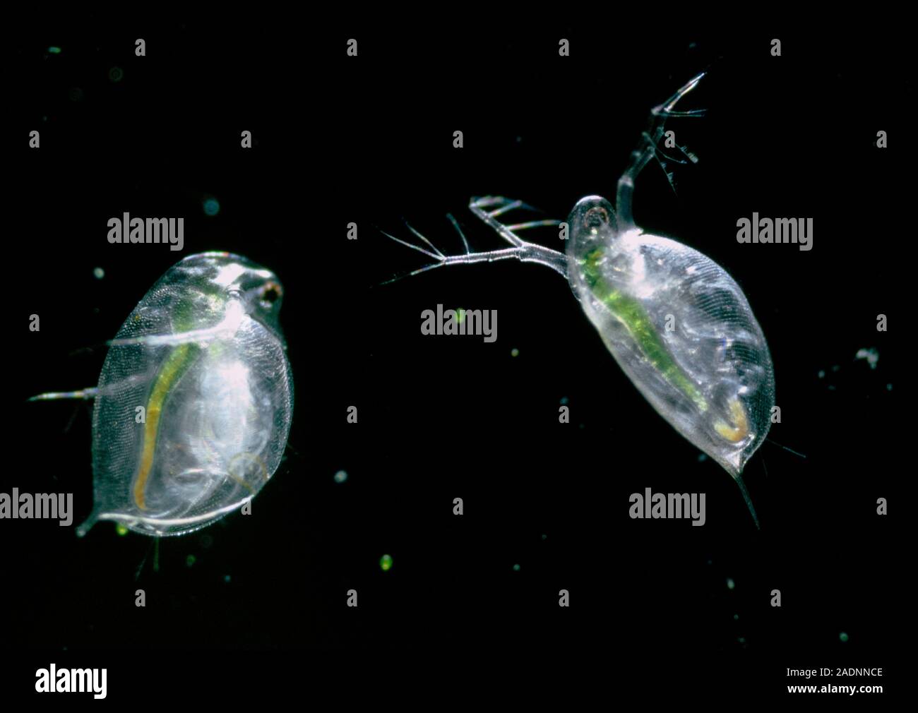 Light micrograph of a pair of water fleas, Daphnia pulex, small fresh ...