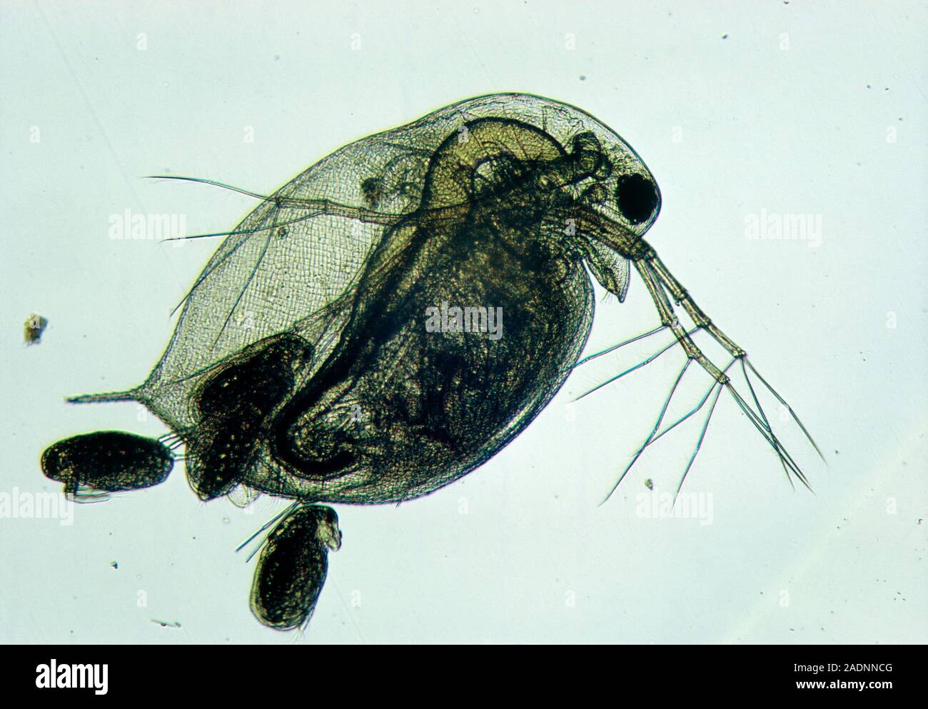 Light micrograph of a water flea, Daphnia sp., giving birth. Daphnia ...