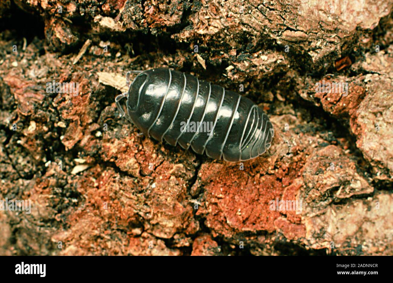 Photograph of a woodlouse, Porcellio scaber, a small terrestial ...