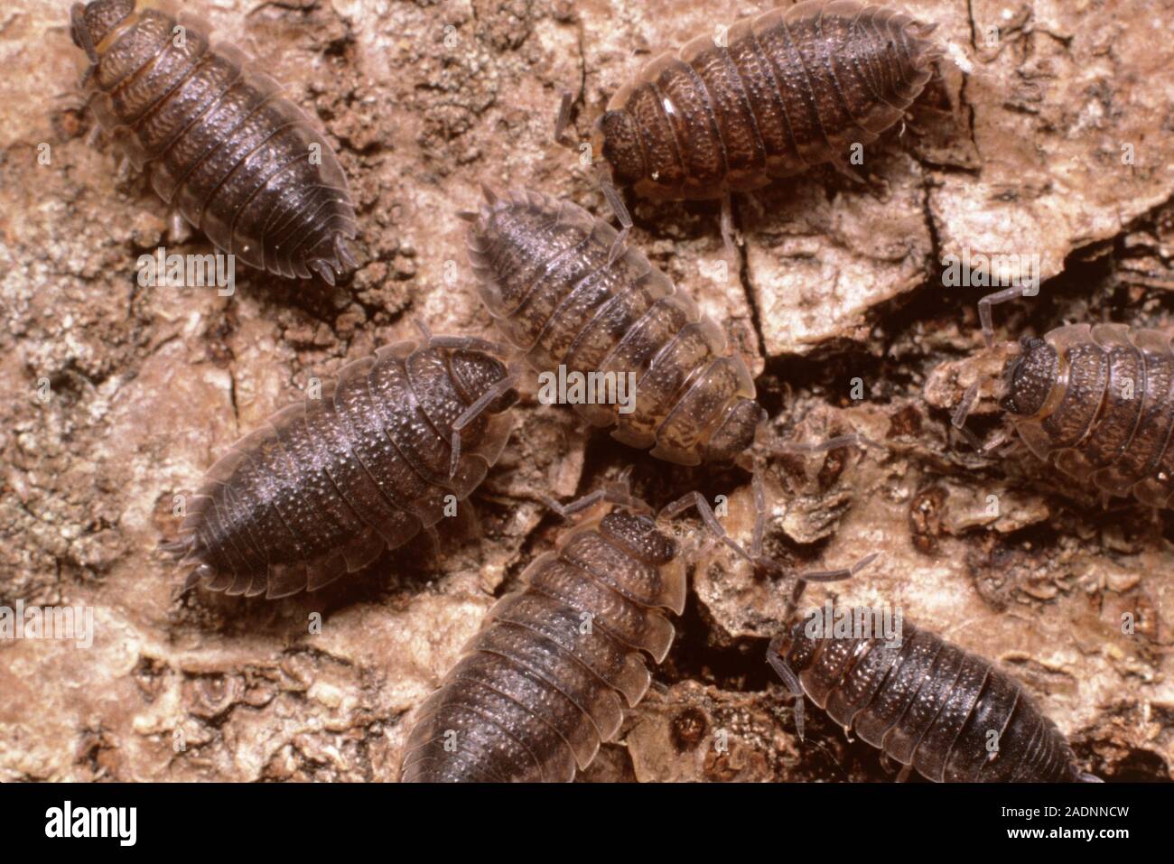 Photograph of a group of woodlice, Porcellio scaber. Woodlice are small ...