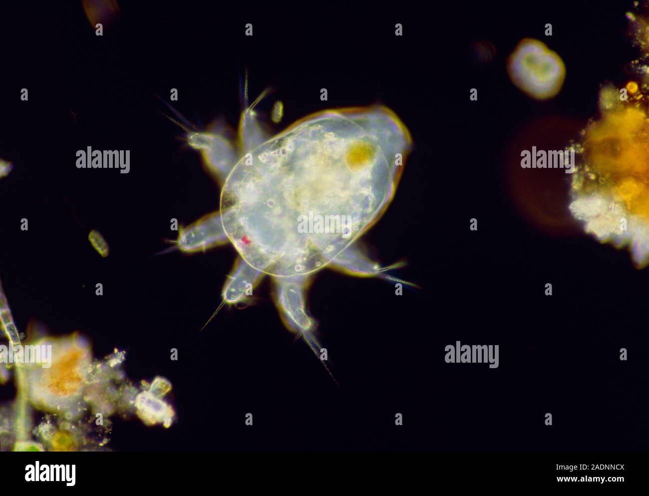 Light micrograph in dark field illumination of the larva of the cyclops ...