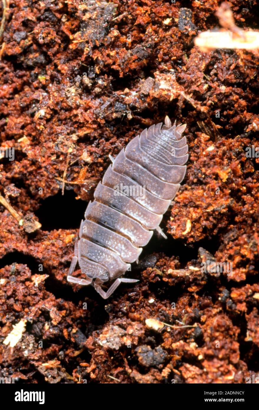 Macrophotograph of a woodlouse, Porcellio scaber. Woodlice are small ...