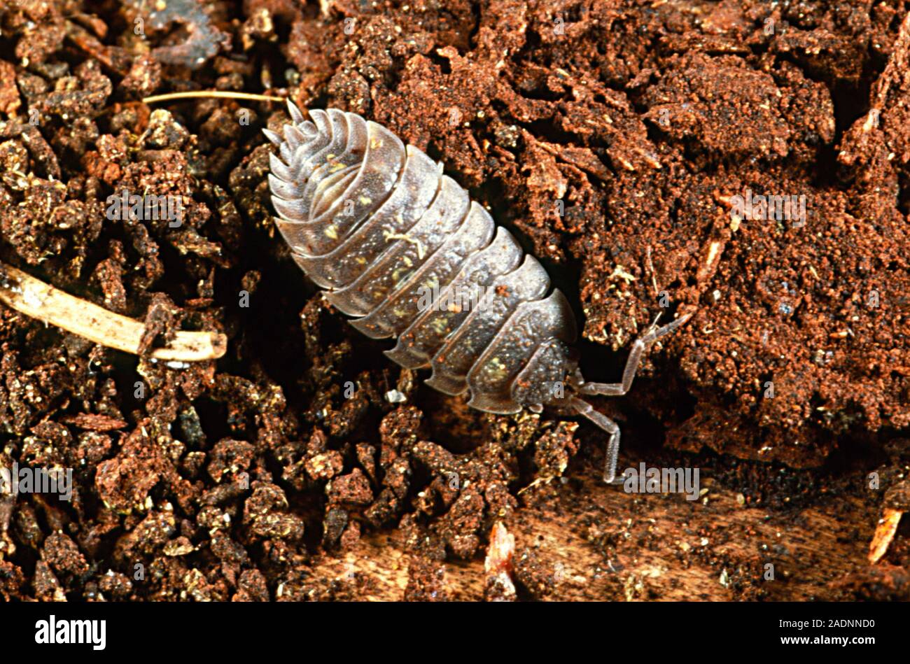 Macrophotograph of a woodlouse, Porcellio scaber. Woodlice are small ...