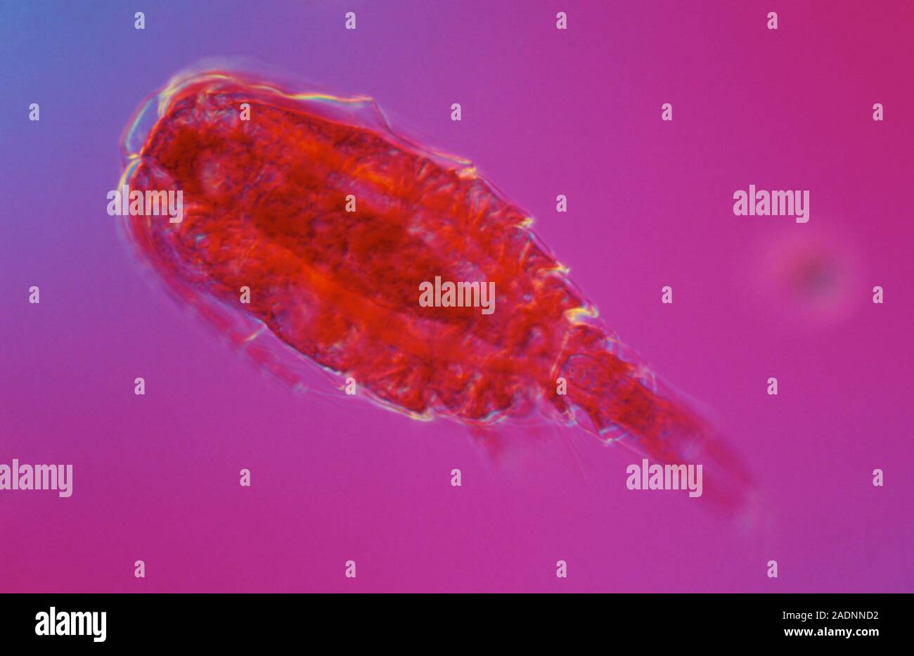 Light micrograph of a small freshwater crustacean Cyclops sp. (Copepoda ...