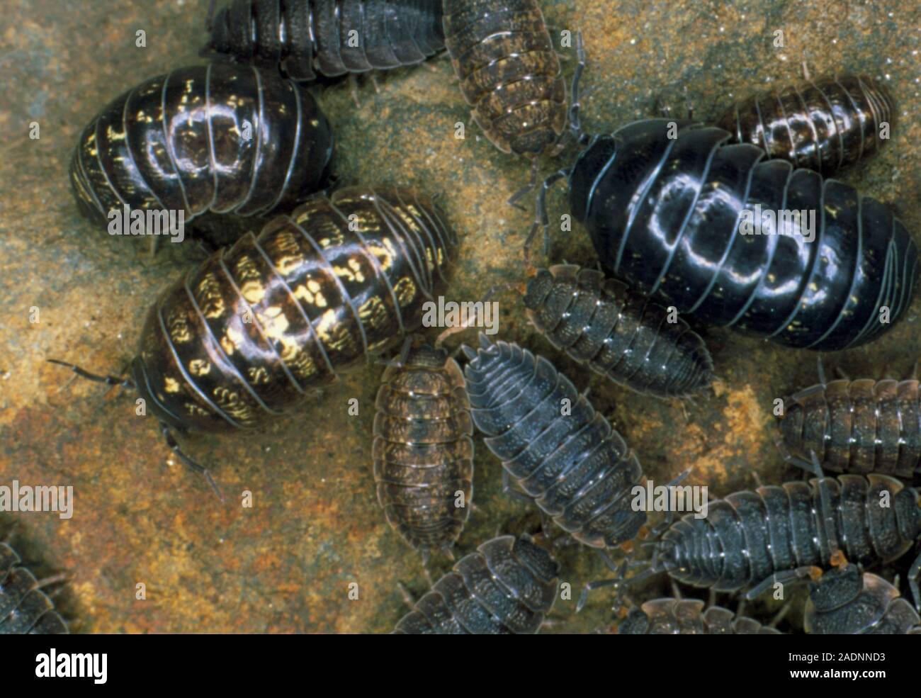 Pill woodlice. View of several pill woodlice, Armadillidium vulgare ...