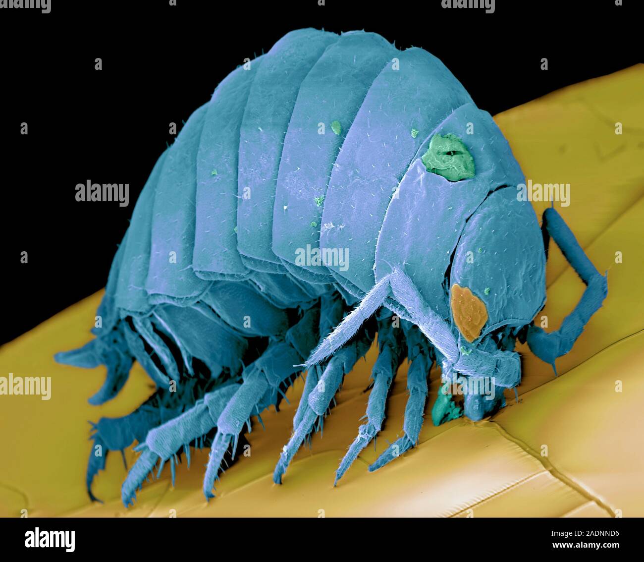 Pill woodlouse. Coloured scanning electron micrograph (SEM) of a pill ...
