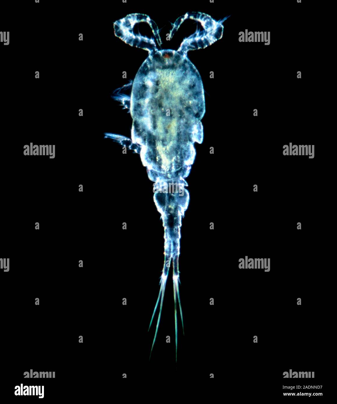 Copepod. Light micrograph of a freshwater copepod (Cyclops sp.). The ...