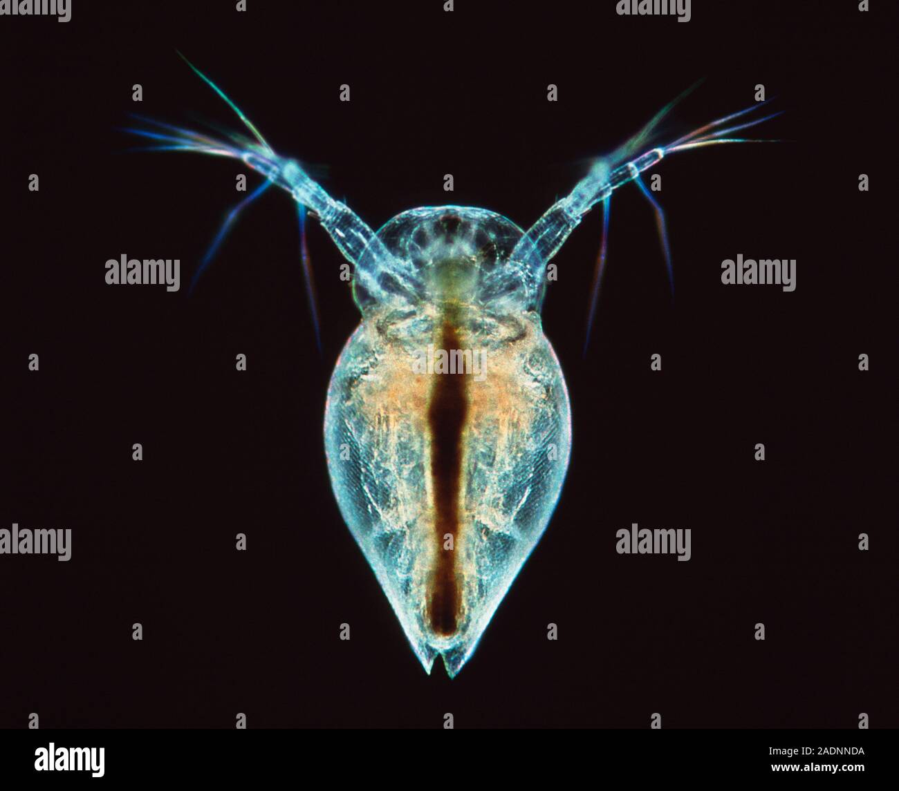 Water flea. Light micrograph of a water flea (suborder Cladocera). The ...