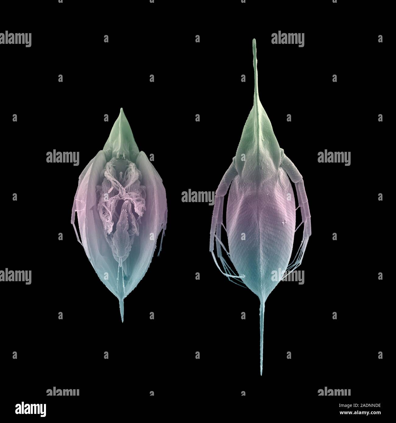 Water flea morphs. Coloured scanning electron micrograph (SEM) of ...