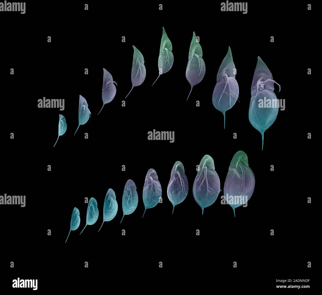 Water flea morphs. Coloured scanning electron micrograph (SEM) of ...