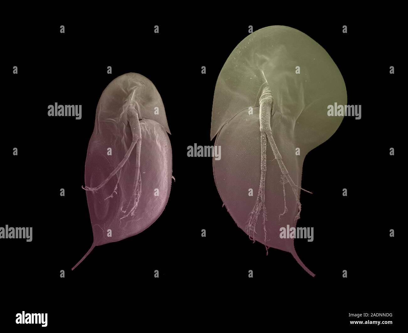 Water flea morphs. Coloured scanning electron micrograph (SEM) of ...
