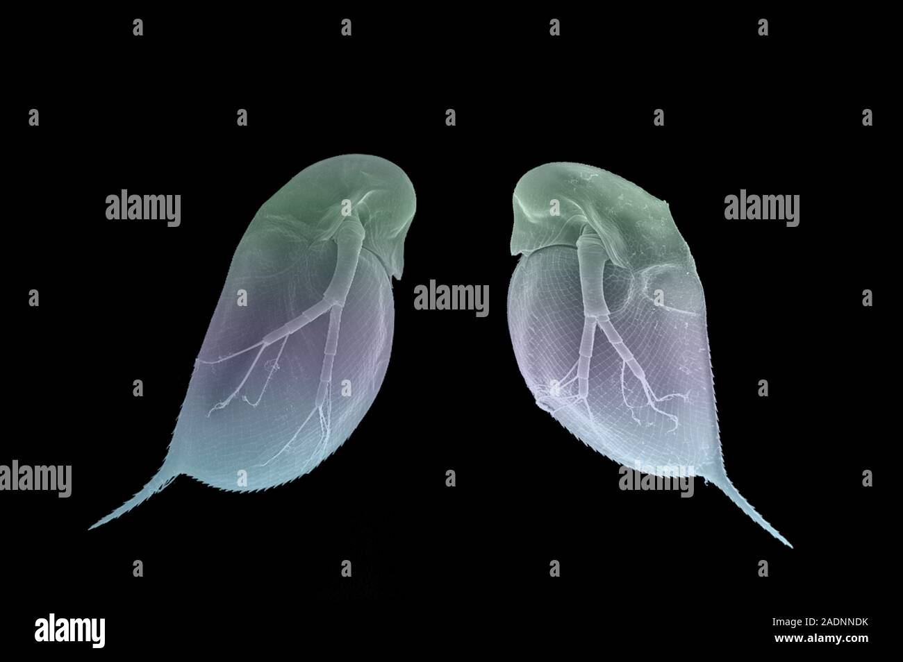 Water flea morphs. Coloured scanning electron micrograph (SEM) of ...