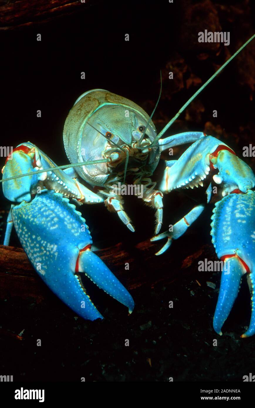 Freshwater crayfish, or yabby (Cherax destructor). This crustacean ...