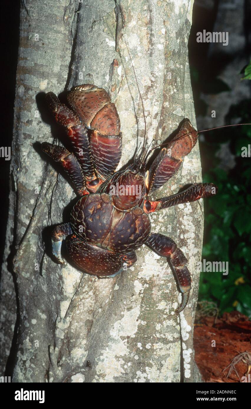 Robber crab (Birgus latro) climbing a tree trunk. This crab, also ...
